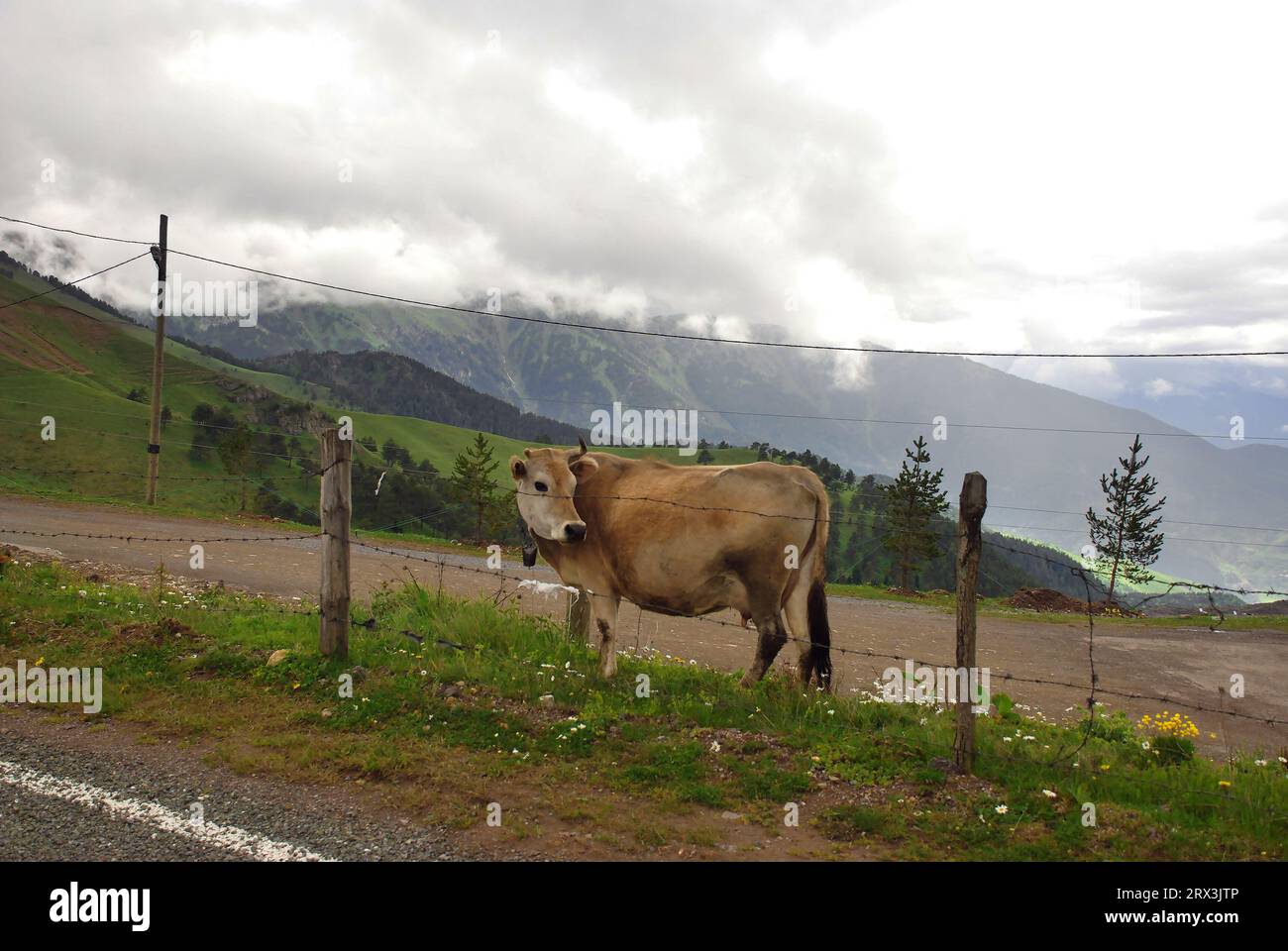 Yellow cow hi-res stock photography and images - Alamy