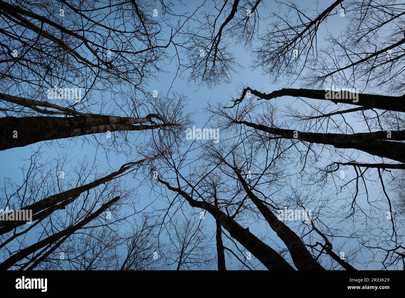 trees seen from below Stock Photo - Alamy
