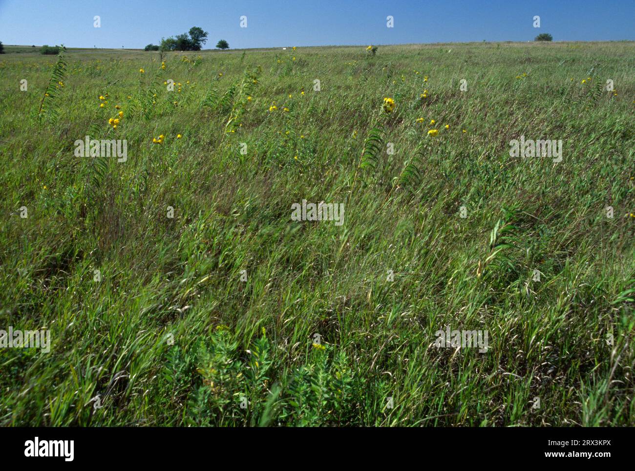Jeffers petroglyphs historic site hi-res stock photography and images ...