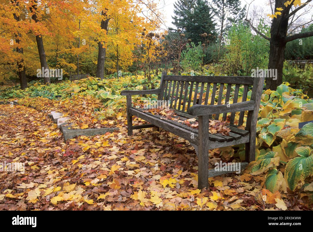 Hosta Garden bench, Minnesota Landscape Arboretum, Minnesota Stock ...
