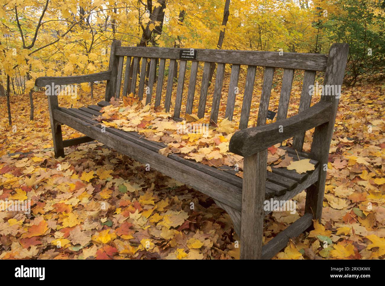 Hosta Garden bench, Minnesota Landscape Arboretum, Minnesota Stock ...