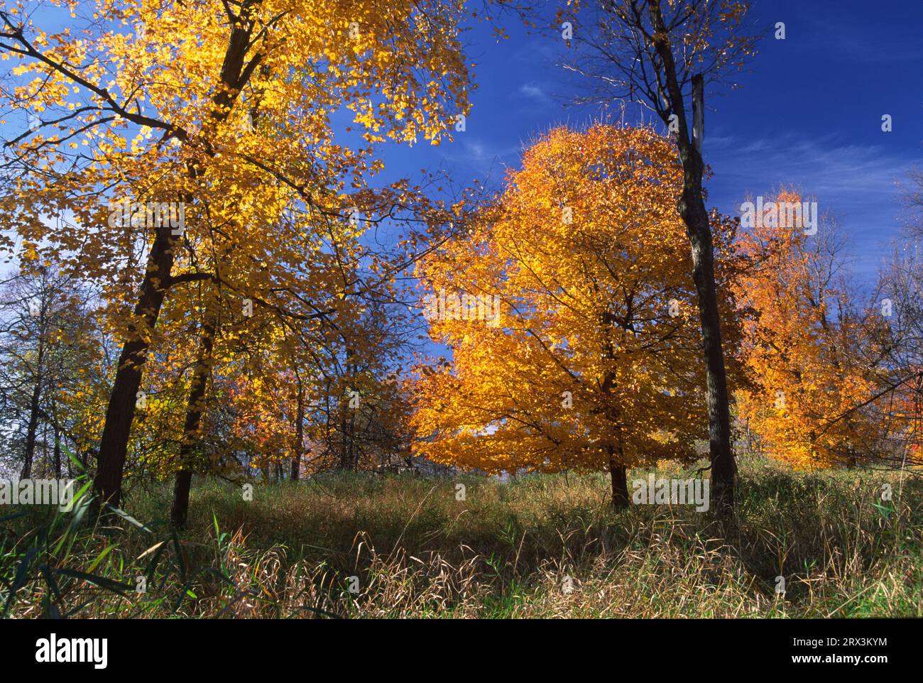 Wargo Nature Center Trail view, Rice Creek Chain of Lakes Regional Park ...
