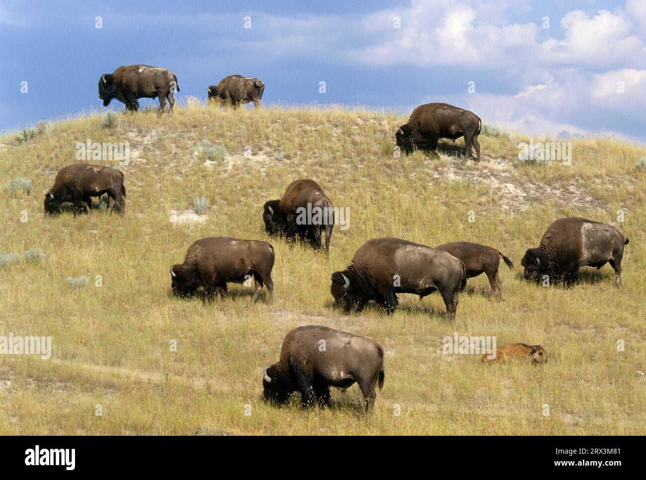 Bison with mountain range hi-res stock photography and images - Alamy