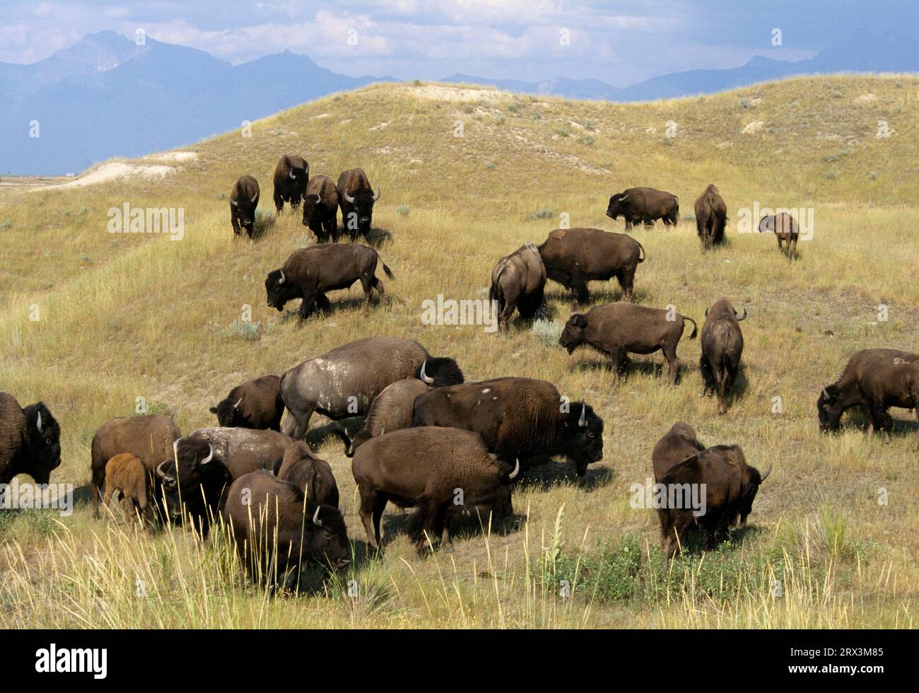 National bison hi-res stock photography and images - Alamy