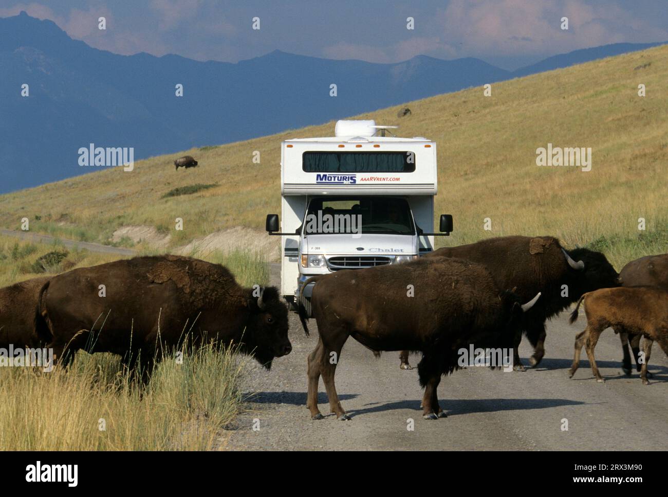 Bison on tour drive with motorhome, National Bison Range, Montana Stock ...