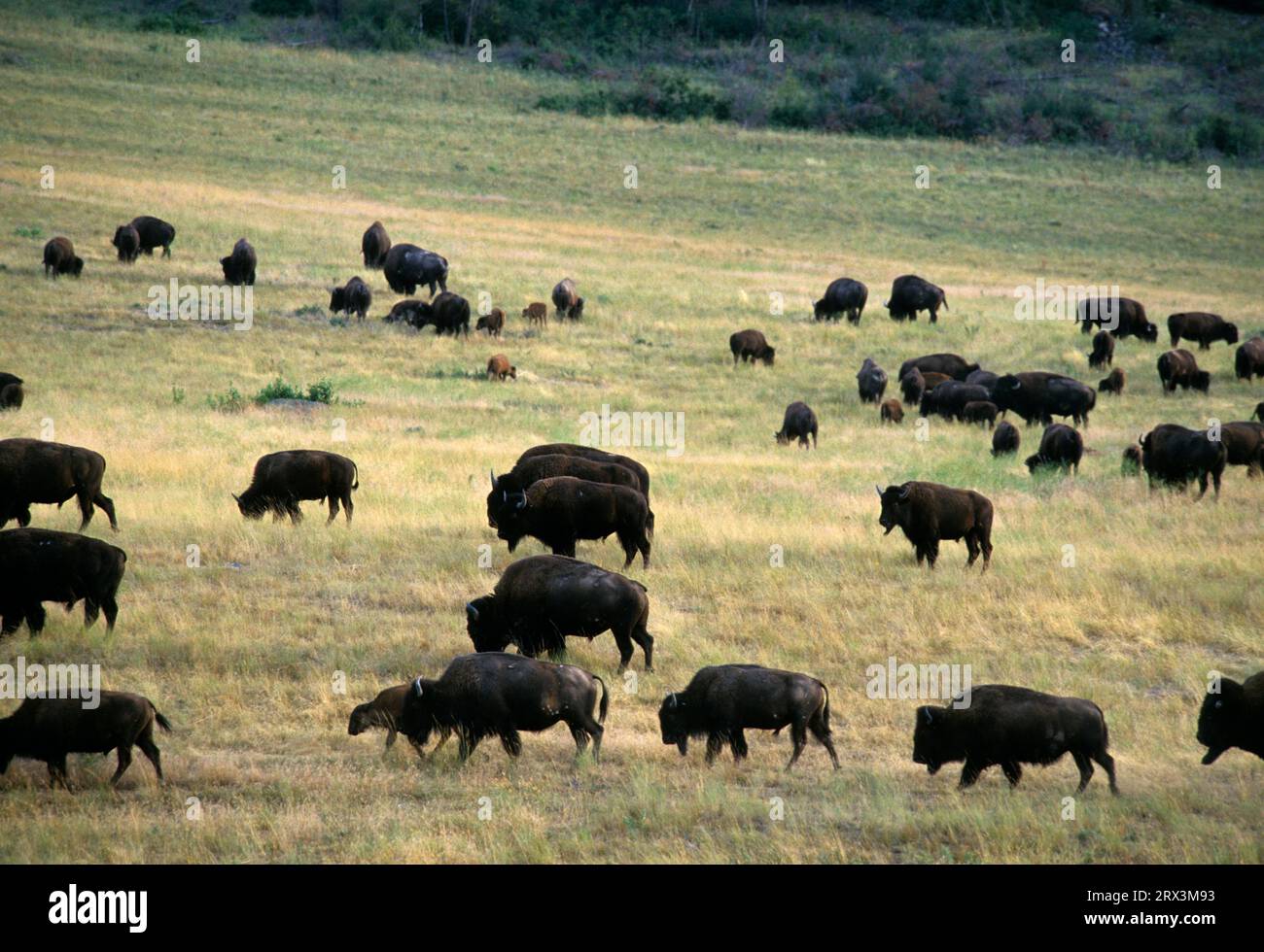 Bison herd, National Bison Range, Montana Stock Photo - Alamy