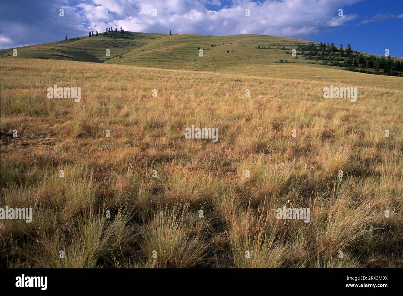 Grassland along Red Sleep Mountain Drive, National Bison Range, Montana ...