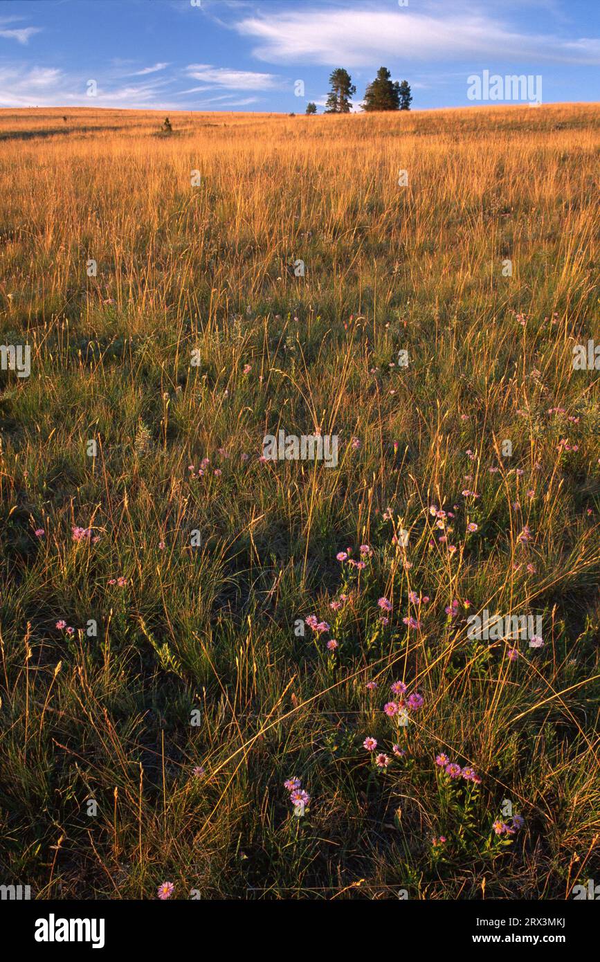 Grassland at Mullan Pass, Helena National Forest, Montana Stock Photo ...
