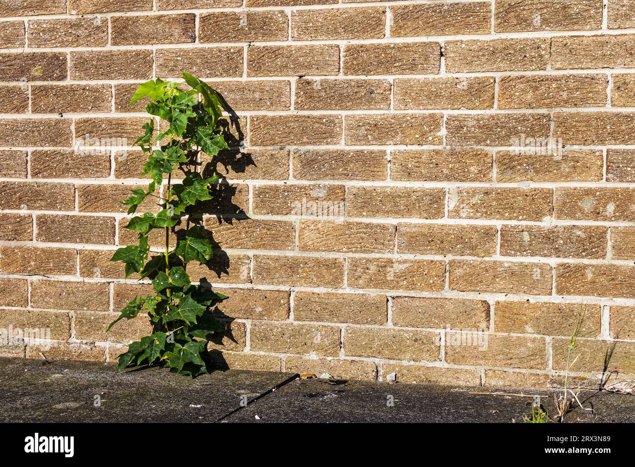 A tree grows between flag stones and house wall, UK Stock Photo - Alamy