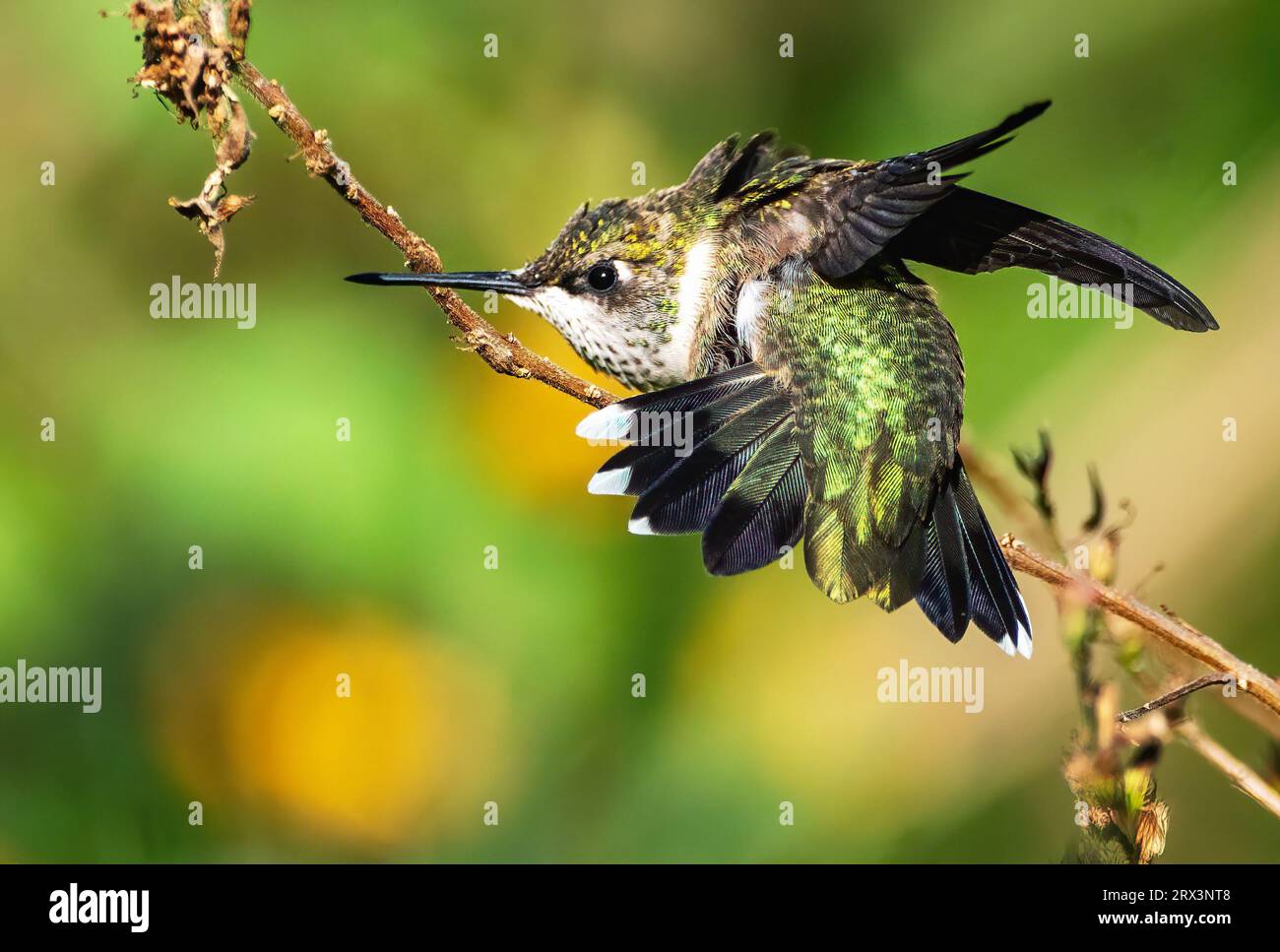 First hummingbird hi-res stock photography and images - Alamy