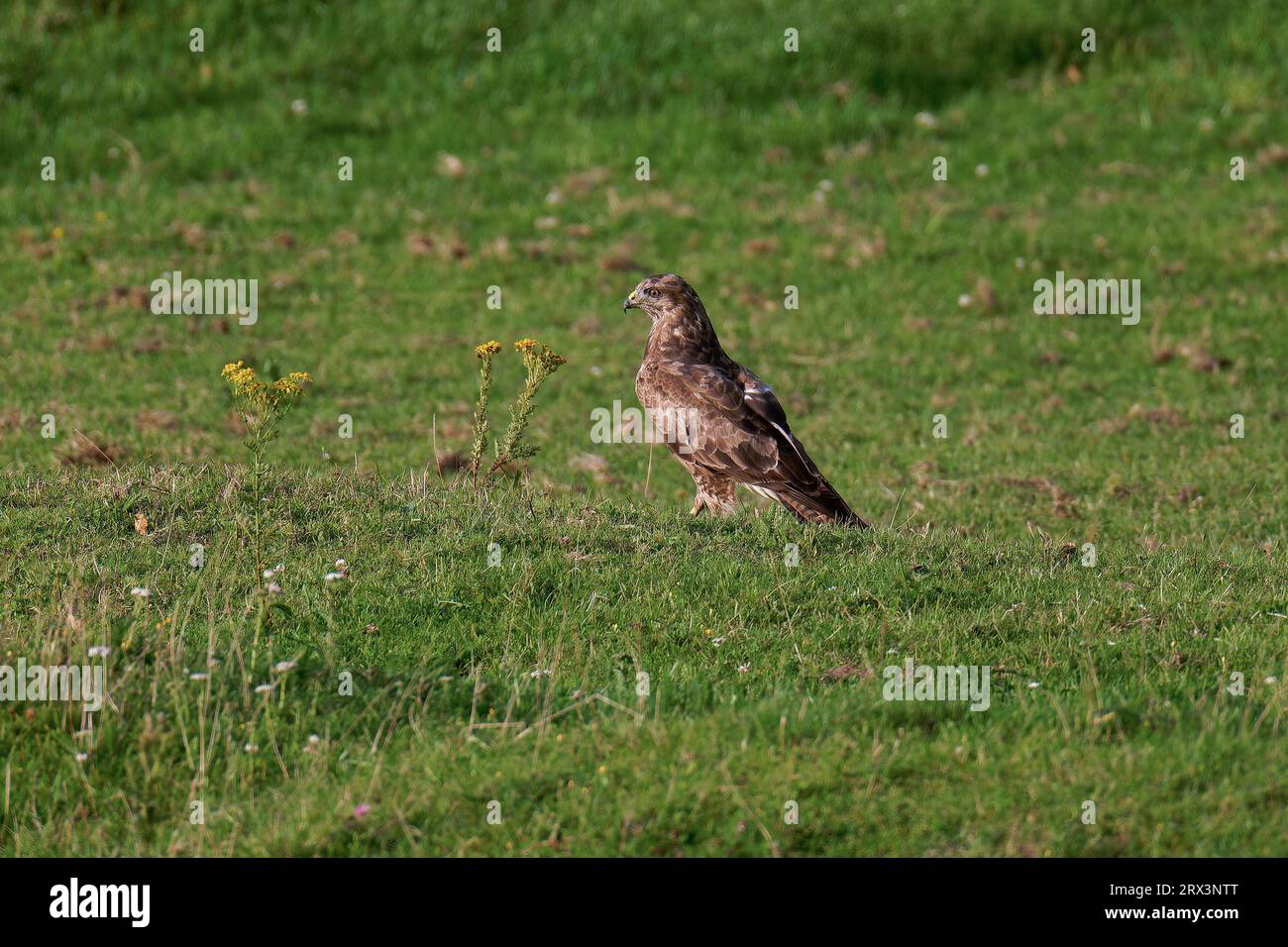 Buteo vulgaris hi-res stock photography and images - Alamy