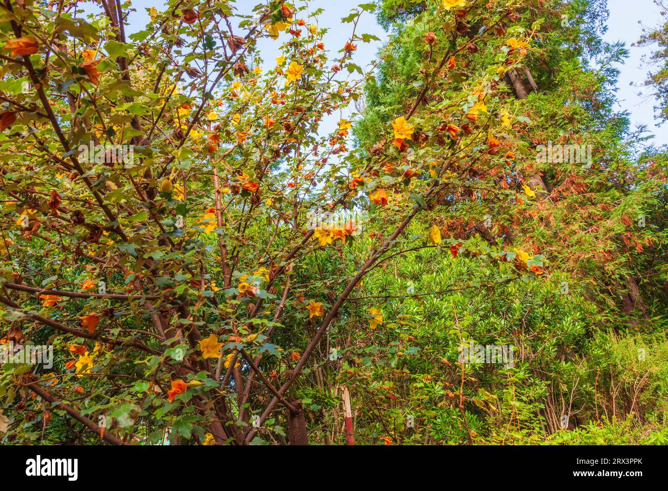 Flannelbush flower, a Fremontodendron species, at Gualala Arts Center ...