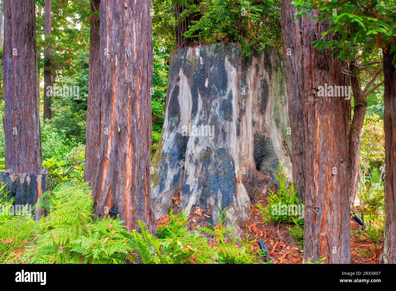 Giant Redwood trees at Gualala Arts Center in Gualala, California, a ...