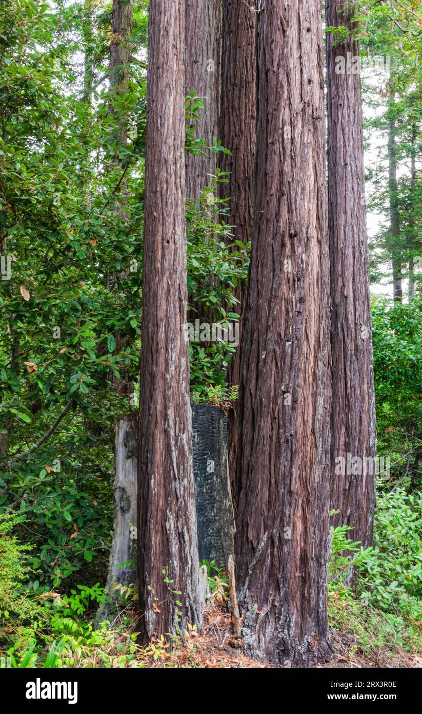 Giant Redwood trees at Gualala Arts Center in Gualala, California, a ...