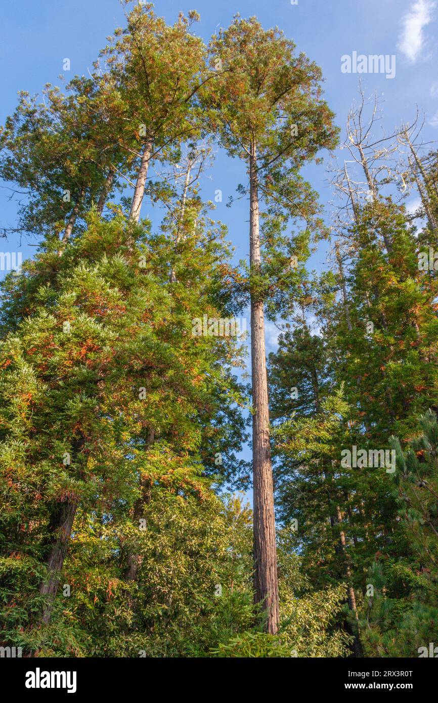 Giant Redwood trees at Gualala Arts Center in Gualala, California, a ...