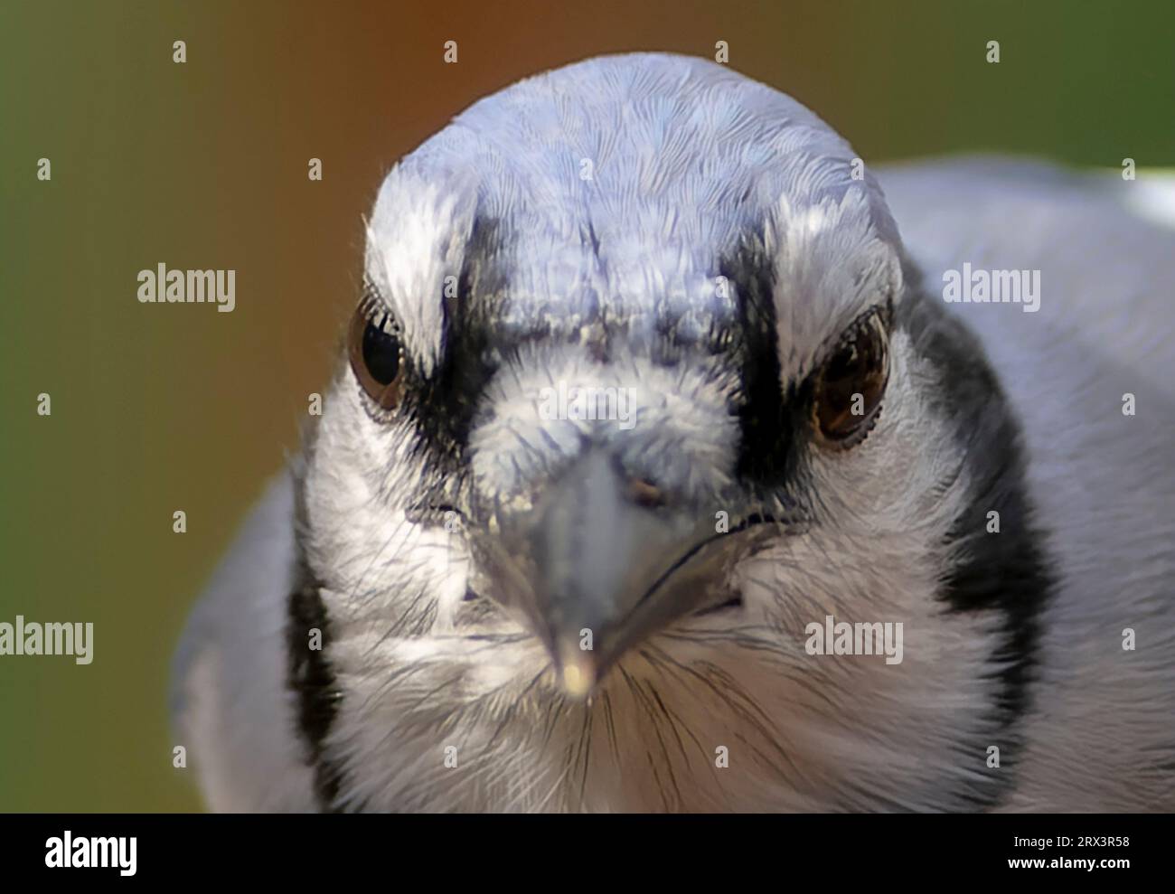 A Bluejay arrives on the deck Stock Photo - Alamy