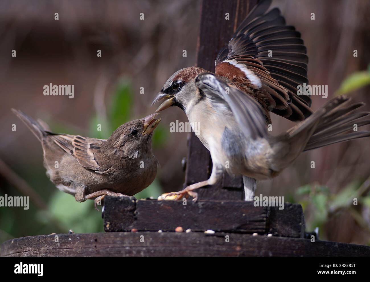 Sparrows fighting on feeder hi-res stock photography and images - Alamy