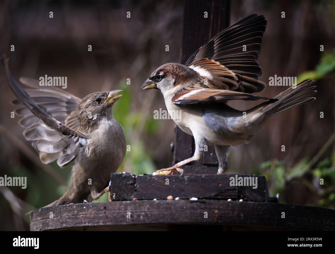 Sparrows fighting on feeder hi-res stock photography and images - Alamy