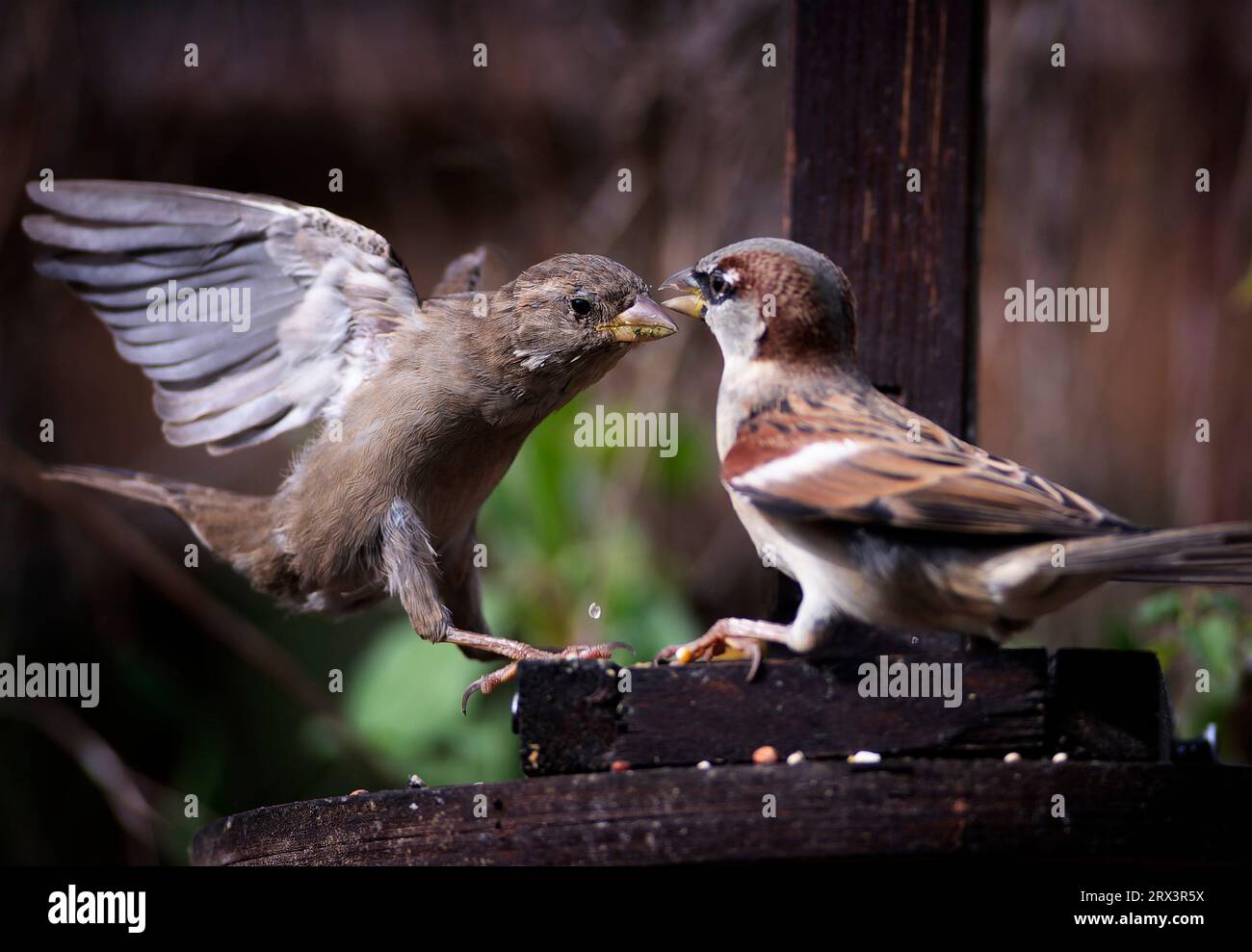 Sparrows fighting on feeder hi-res stock photography and images - Alamy