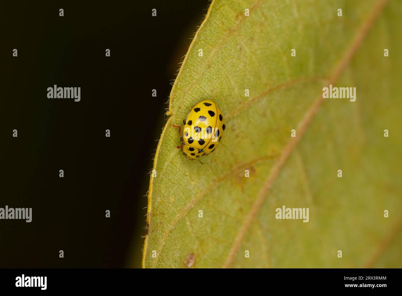 Psyllobora vigintiduopunctata Family Coccinellidae Genus Psyllobora 22 ...