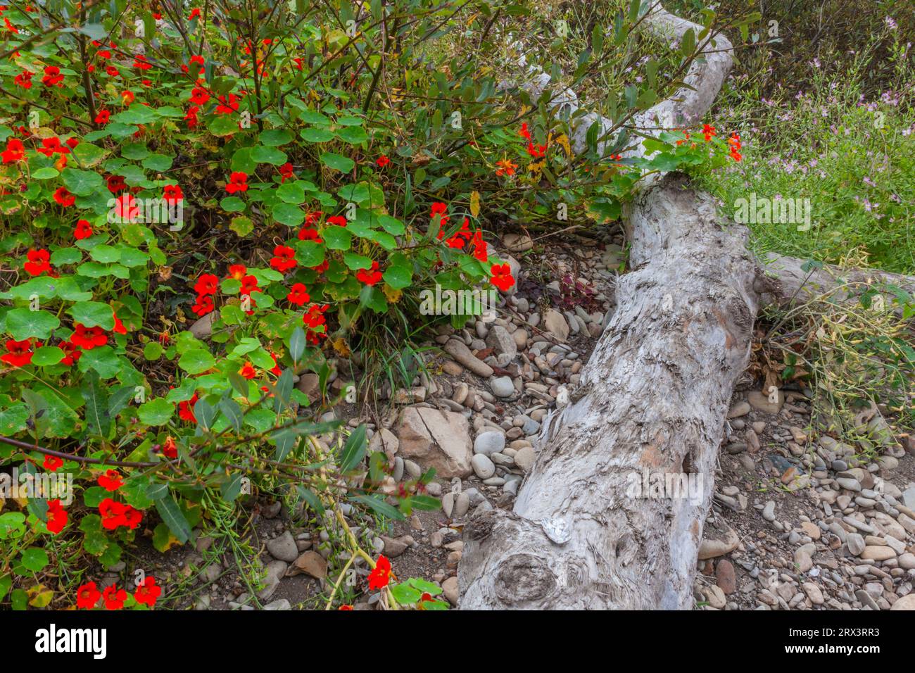 Old log and Nasturtium Vines at Point Arena Cove in Point Arena on the ...