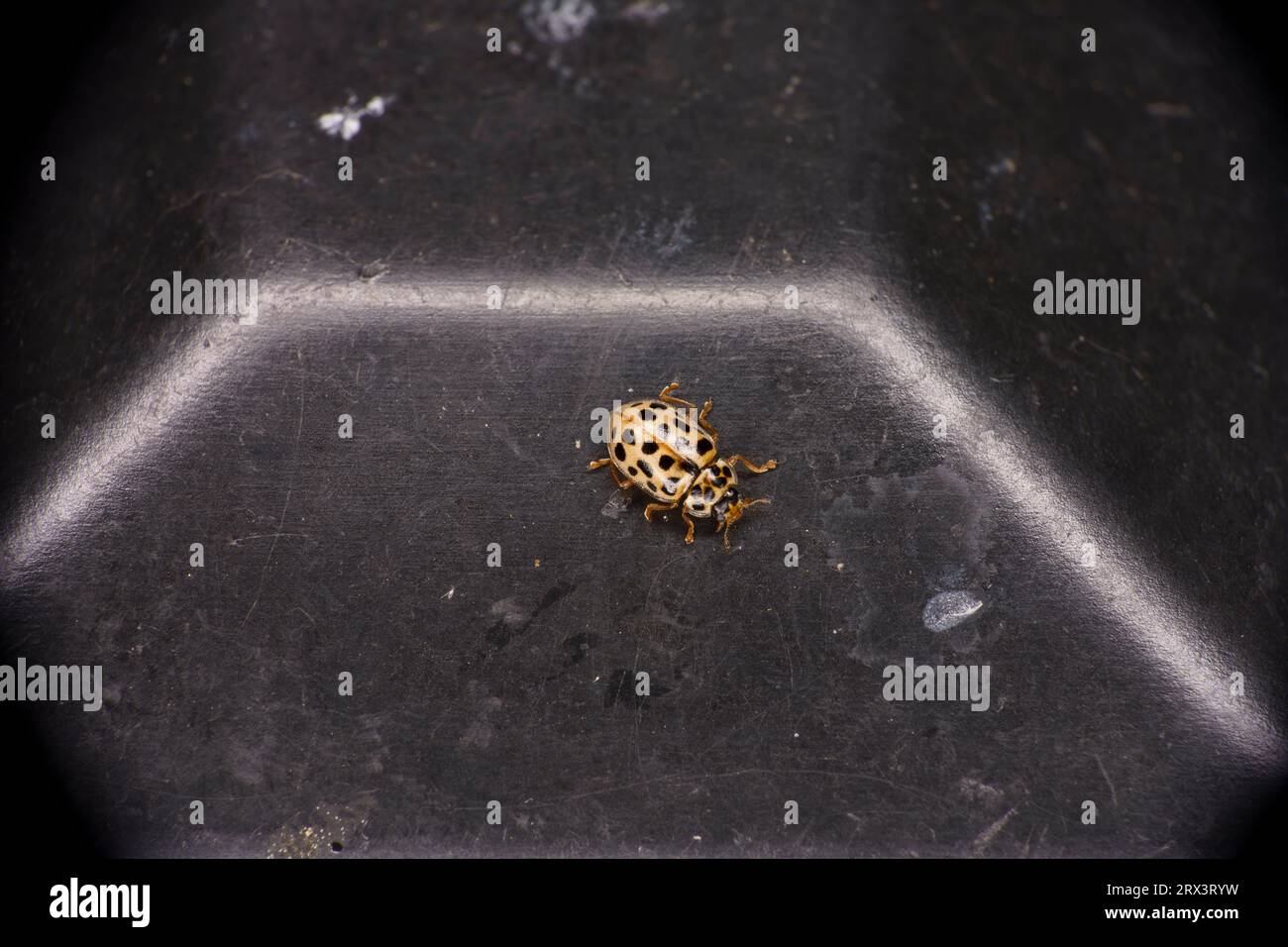 Anisostica novemdecimpunctata Family Coccinellidae Genus Anisosticta ...
