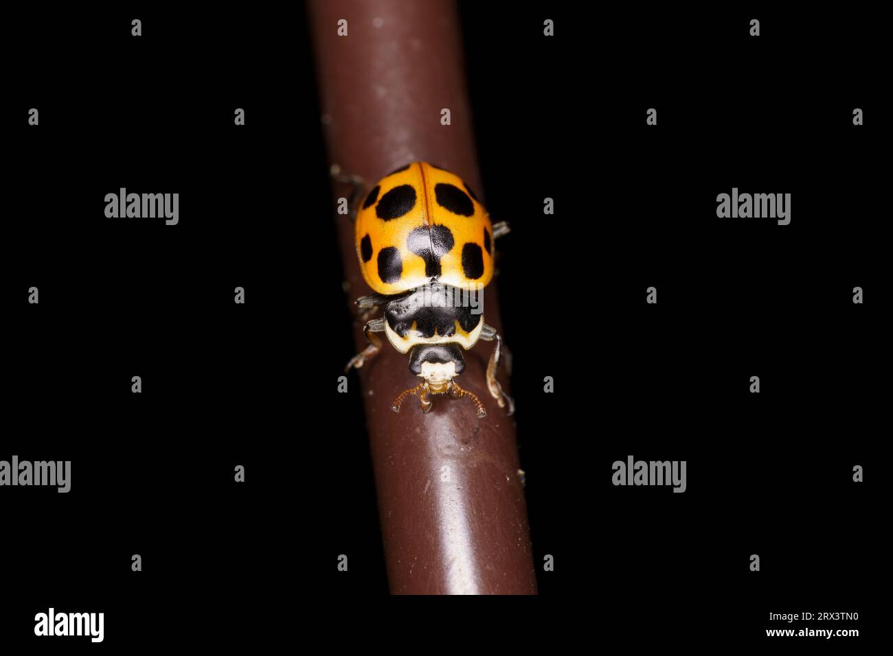 Ceratomegilla notata Notated lady beetlewild nature insect wallpaper ...