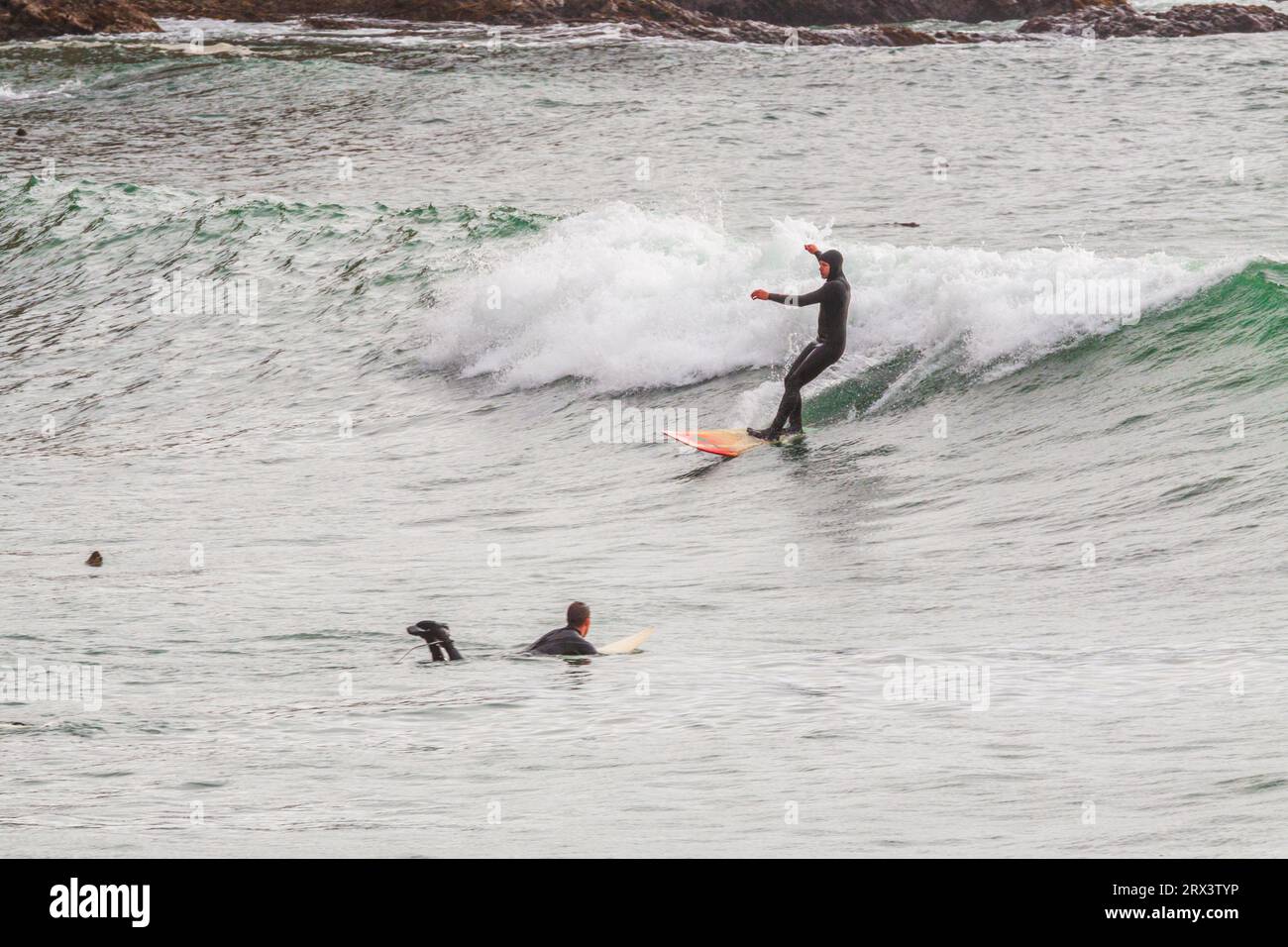 Surfer catching a wave in Pacific Ocean at Point Arena Pier inlet on ...