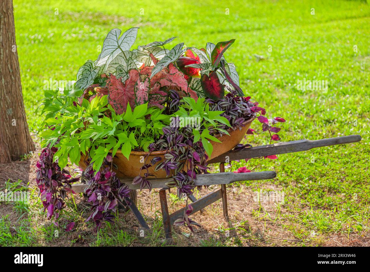 Wheelbarrow planter hi-res stock photography and images - Alamy