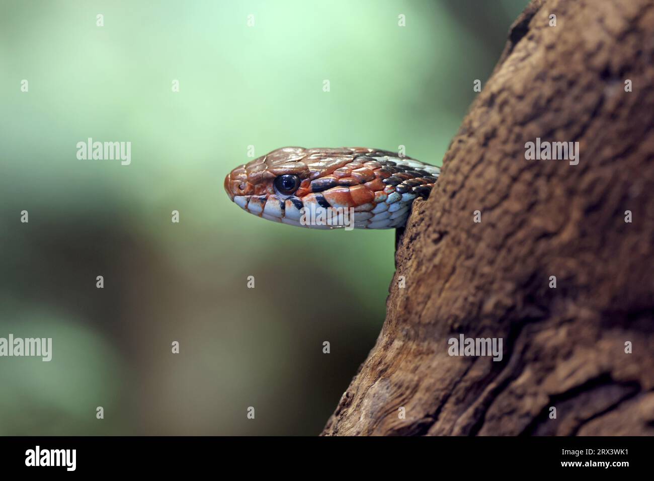 Hiding behind tree hi-res stock photography and images - Alamy