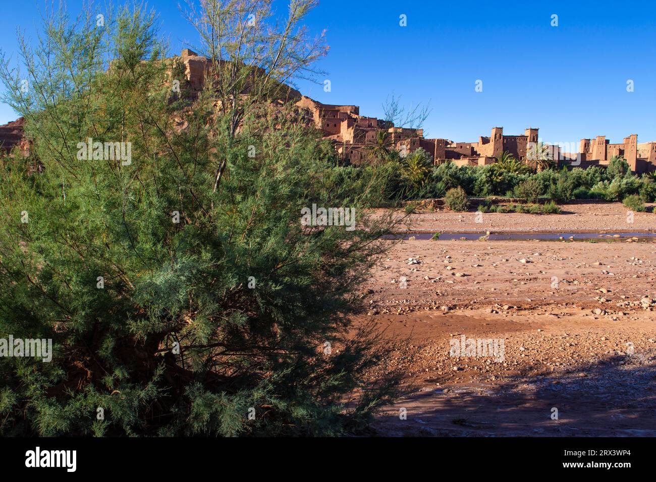 A nice tamarisk tree (Tamarix aphylla) with in the background the ...