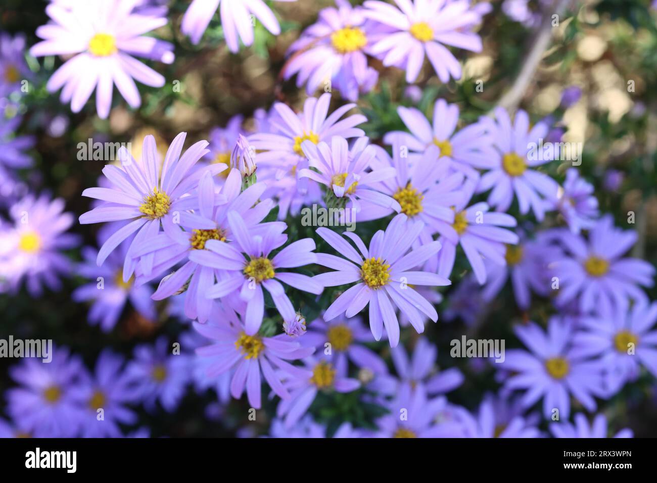Royal violet hi-res stock photography and images - Alamy