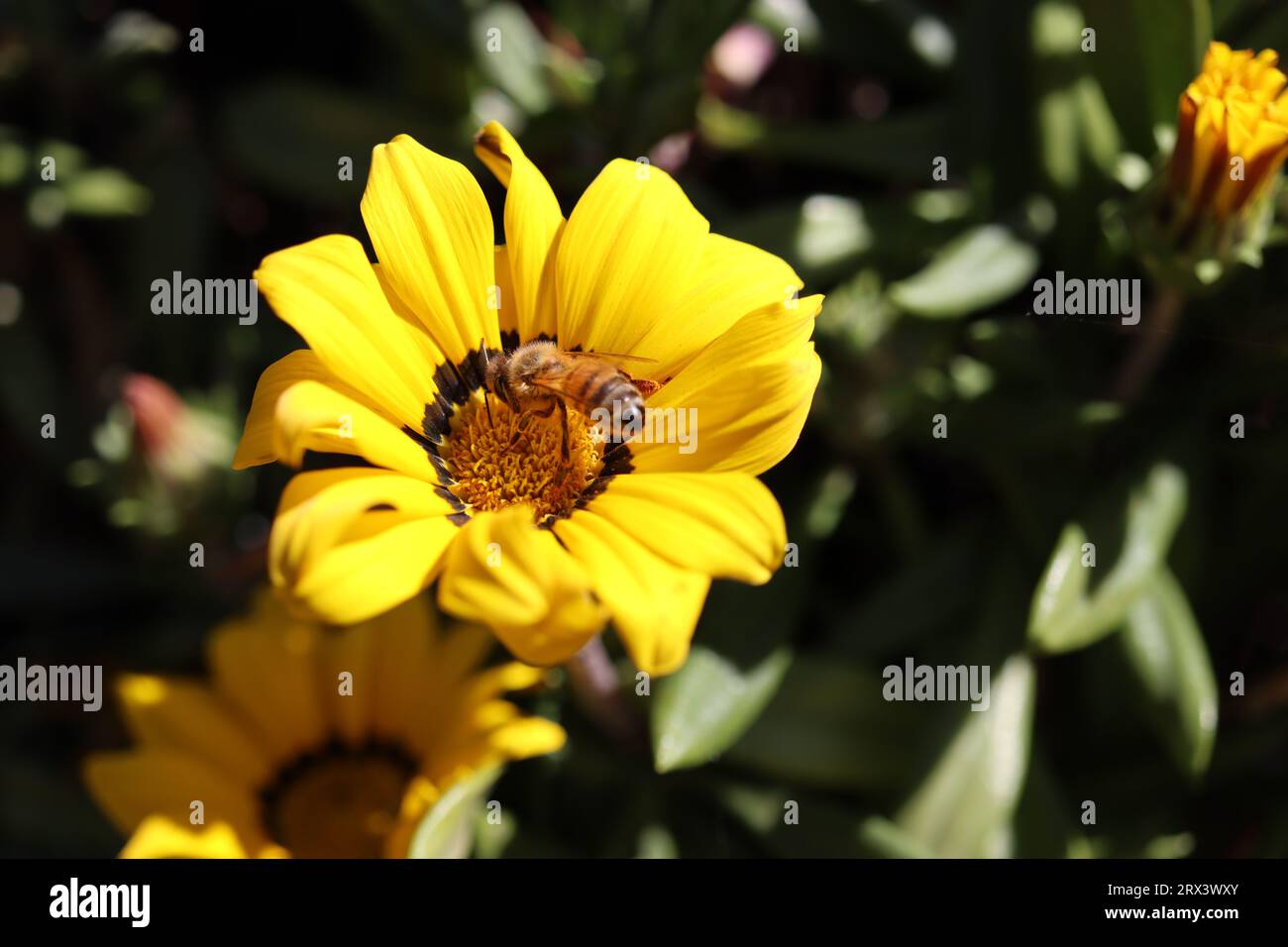Spring flower yellow flower hi-res stock photography and images - Alamy