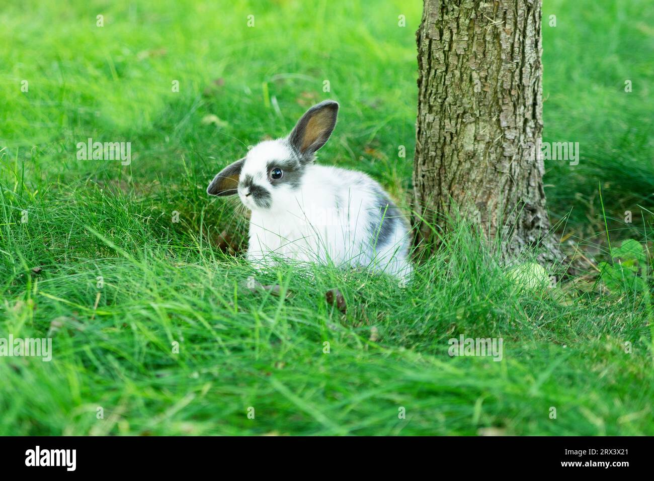 White rabbit on green grass. Home decorative rabbit outdoors. Little ...