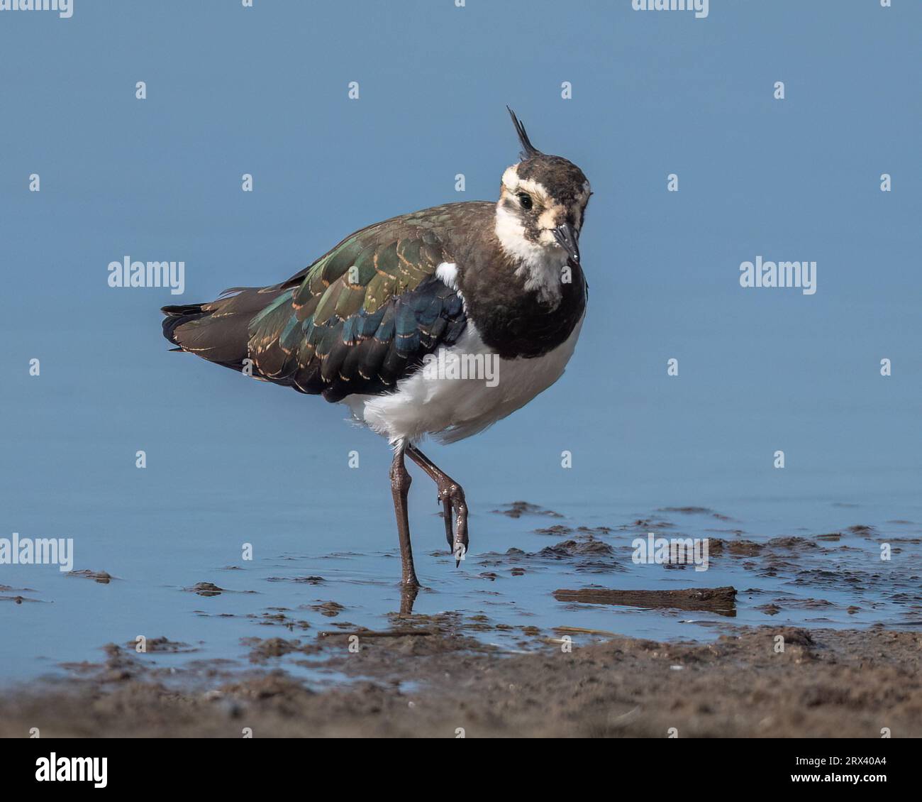 Lapwing display hi-res stock photography and images - Alamy