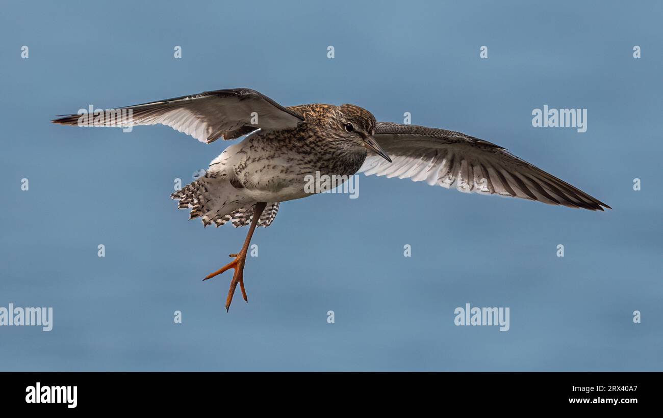 Bird with bright orange legs hi-res stock photography and images - Alamy