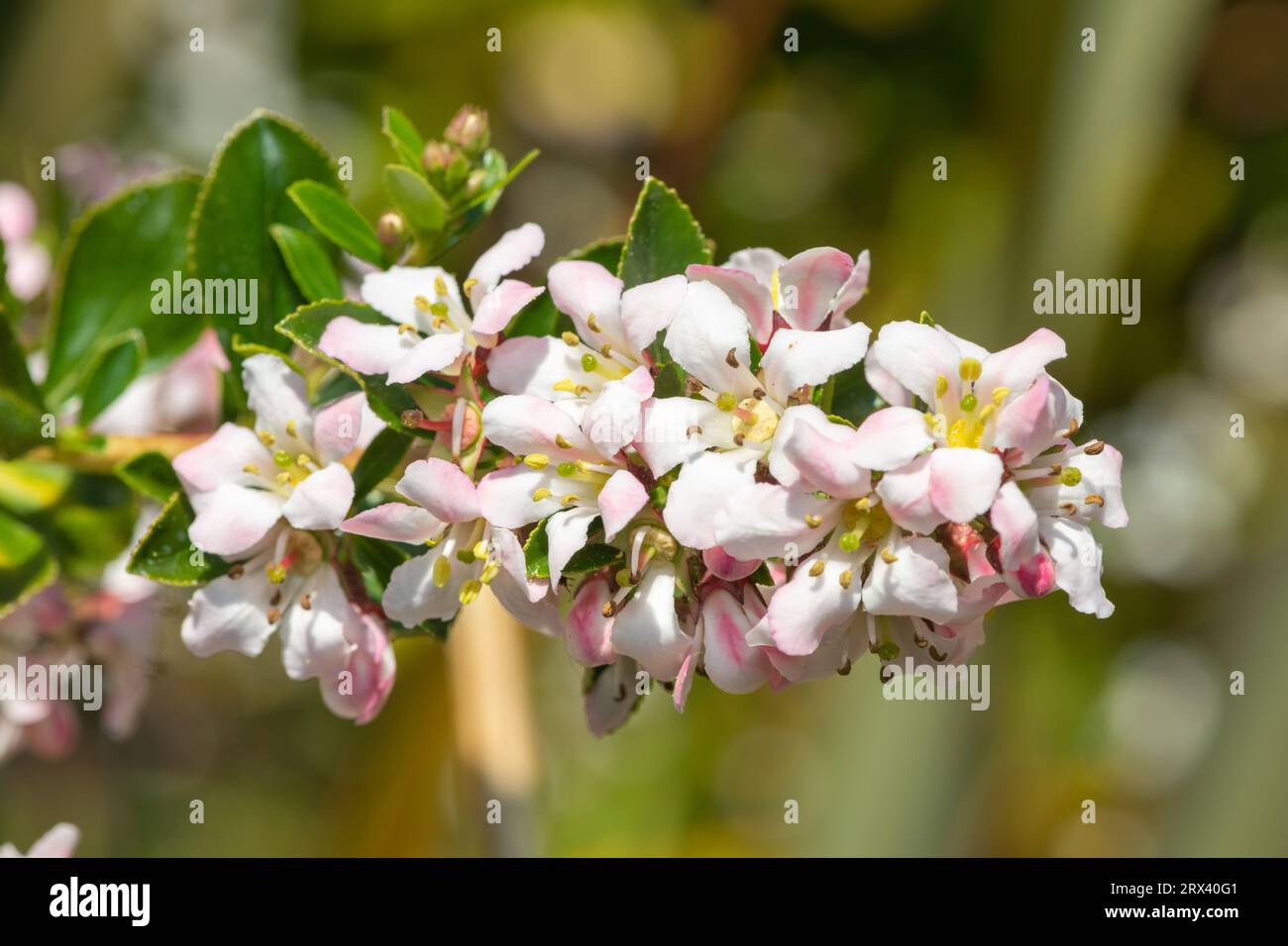 Escallonia langleyensis hi-res stock photography and images - Alamy