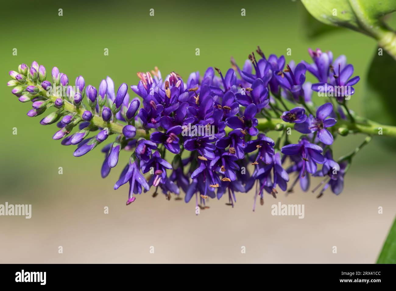 Close up of a purple hebe flower in bloom Stock Photo - Alamy