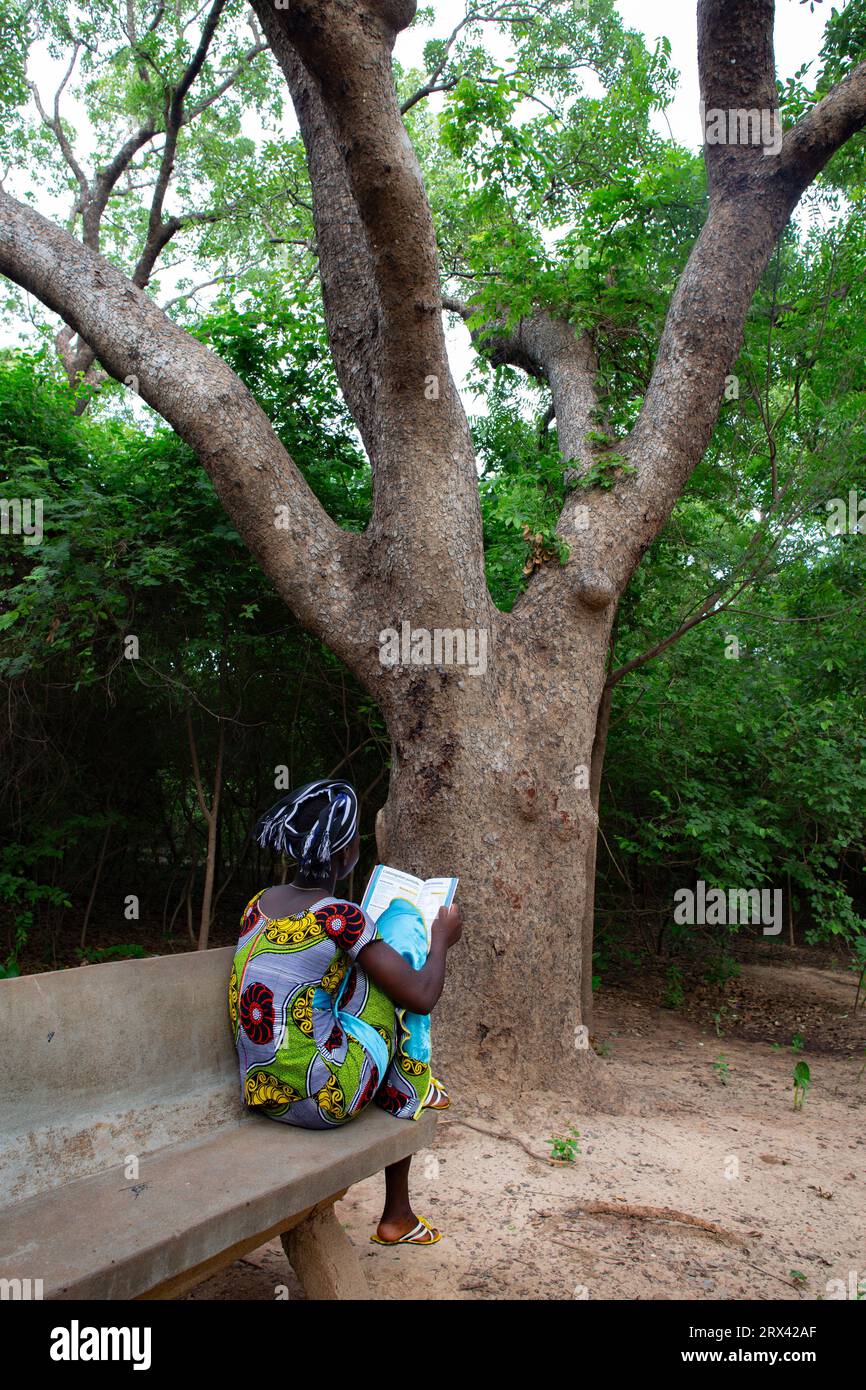 Cailcedrat tree (Khaya Senegalensis) in the Urban park of Bangr Weogo ...