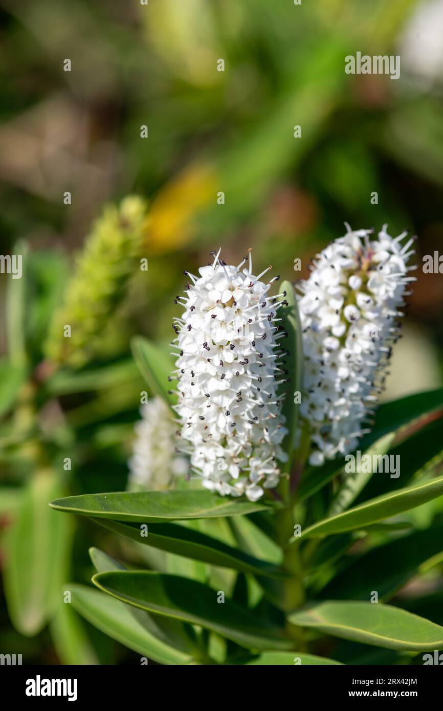 Close up of white hebe flowers in bloom Stock Photo - Alamy