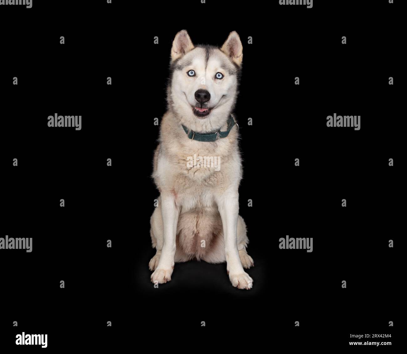 Happy cute large white hi-res stock photography and images - Alamy