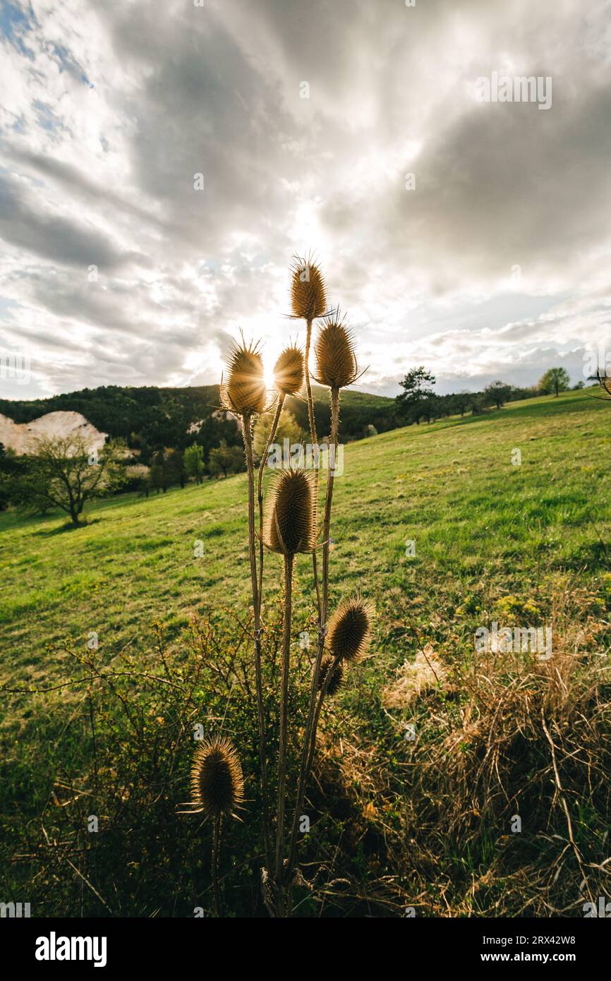 Dry grass (meadow weed) against an dramatic cloudy sky at sunset ...