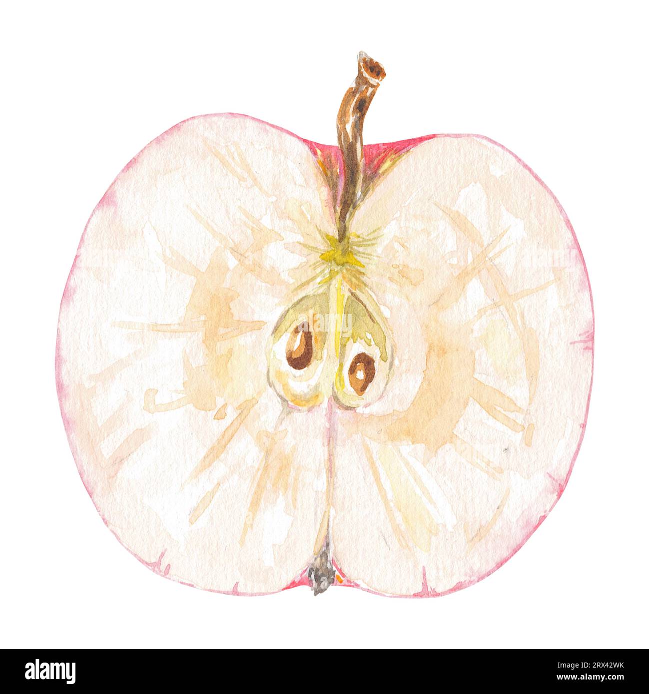 Watercolor red half an apple isolated illustration on white background ...