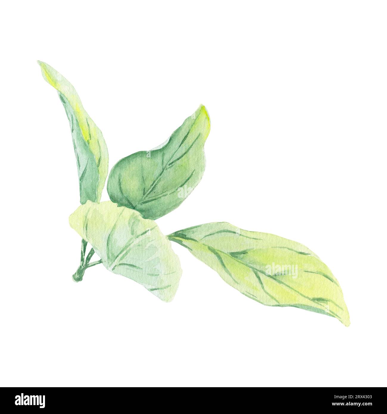 Green apple leaves in Cut Out Stock Images & Pictures - Alamy