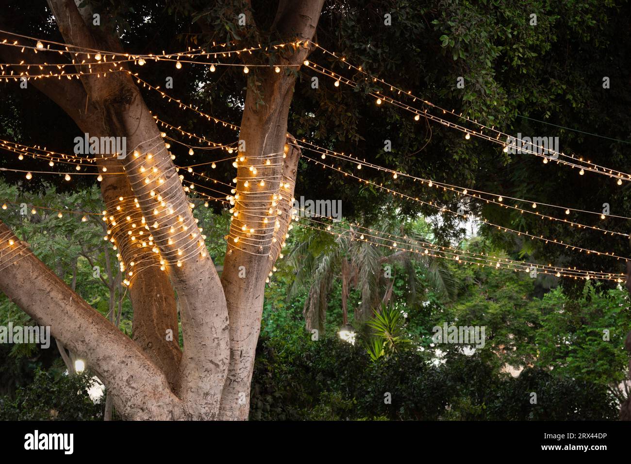 Tree illuminated with garlands of light bulbs in the night Stock Photo ...