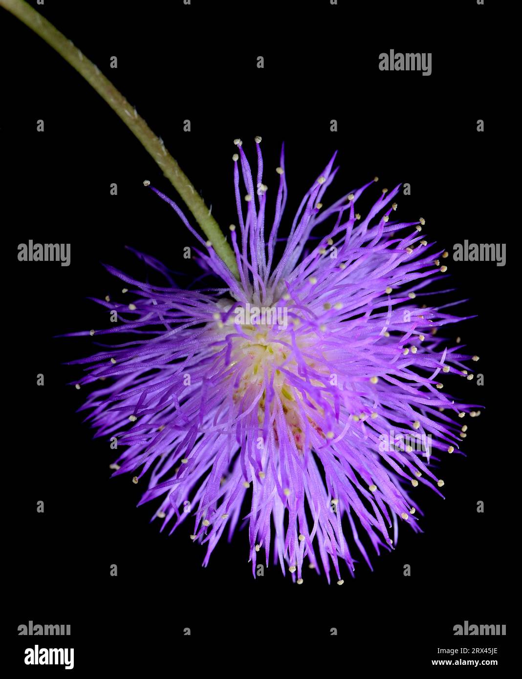 Sensitive plant (Mimosa pudica) flower head against a black backgroud ...