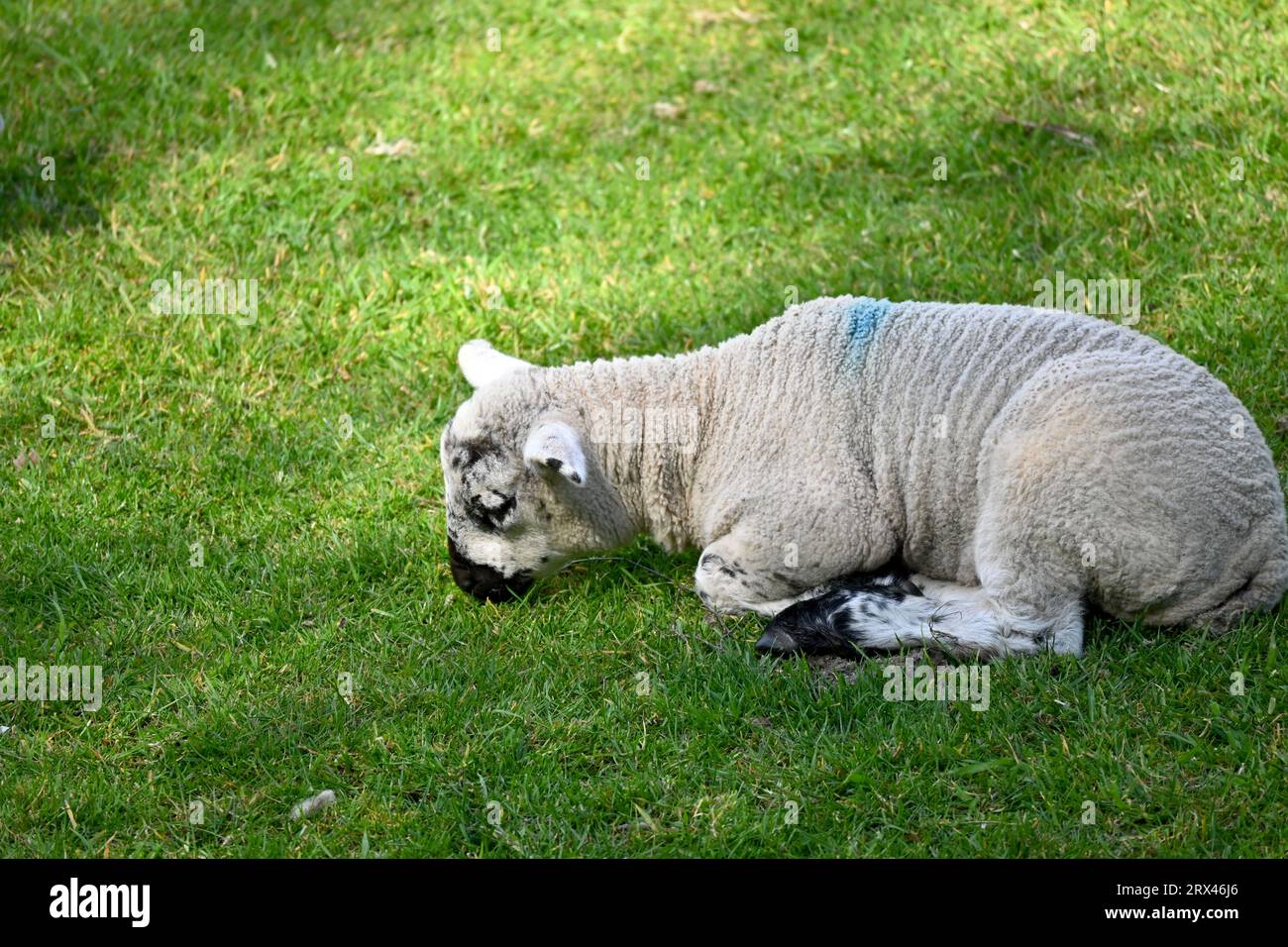 Sleepy welsh sheep hi-res stock photography and images - Alamy