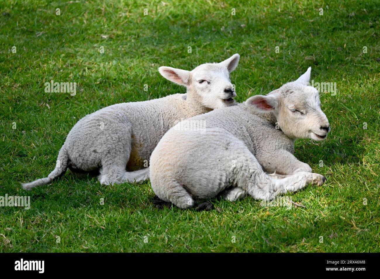 Two sleepy Lambs in a field on a hot day in North Wales,UK Stock Photo ...