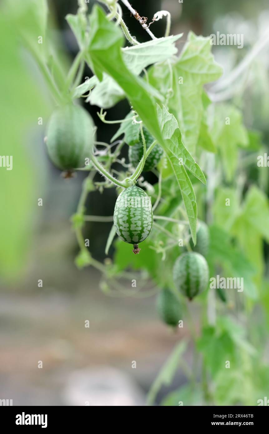 Melothria scabra, commonly known as the pepquinos or Mexican sour ...