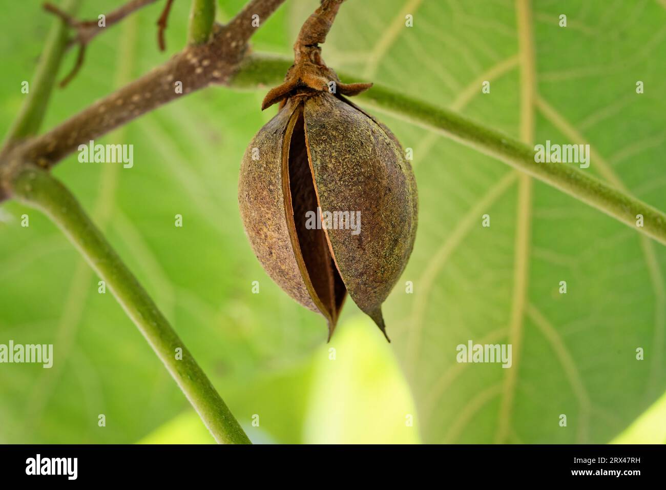 Paulownia tomentosa opened empty fruit on a branch of a princess tree ...